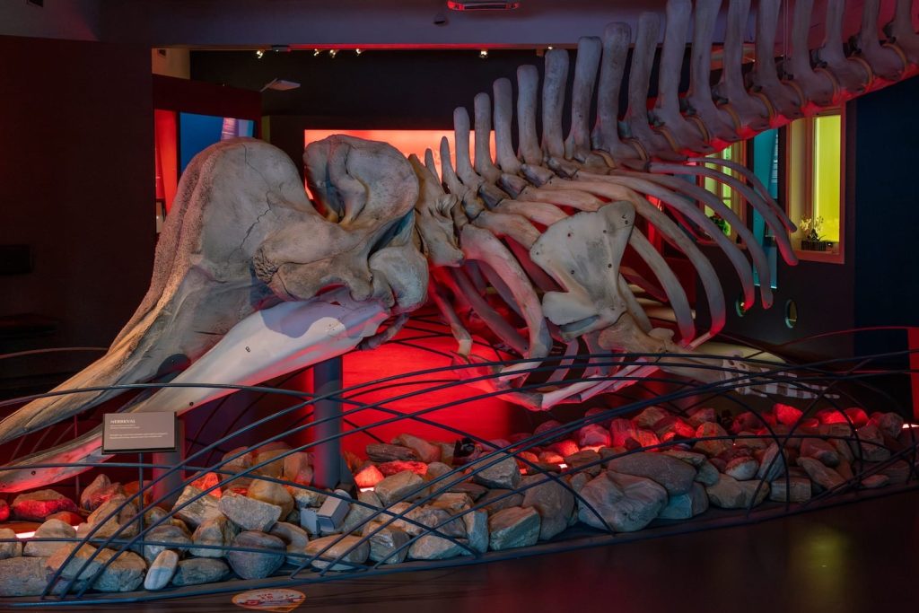 How to Visit the Tromsø Museum (Arctic University Museum of Norway)